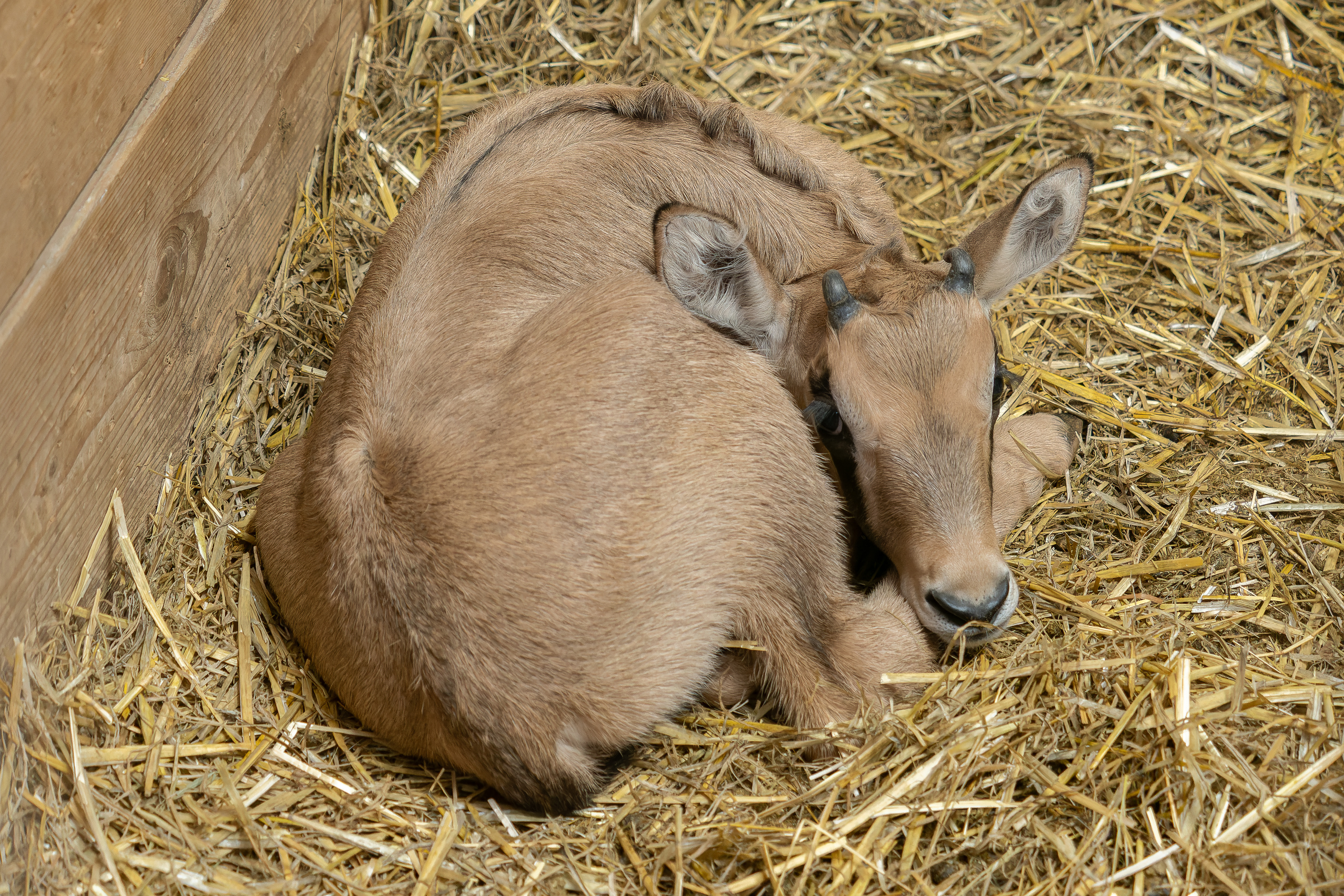 PRVNÍ MLÁDĚ ROKU 2026 | Zoo Olomouc - Svatý Kopeček