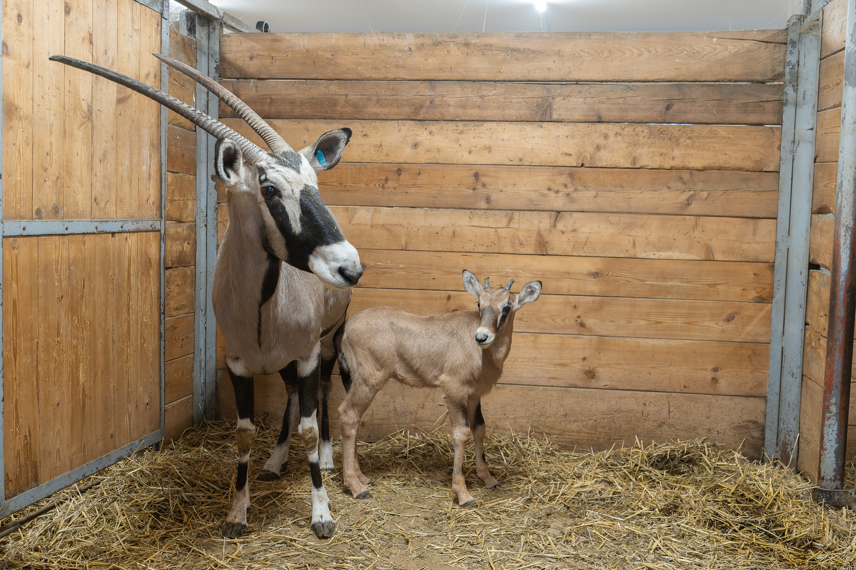 PRVNÍ MLÁDĚ ROKU 2026 | Zoo Olomouc - Svatý Kopeček