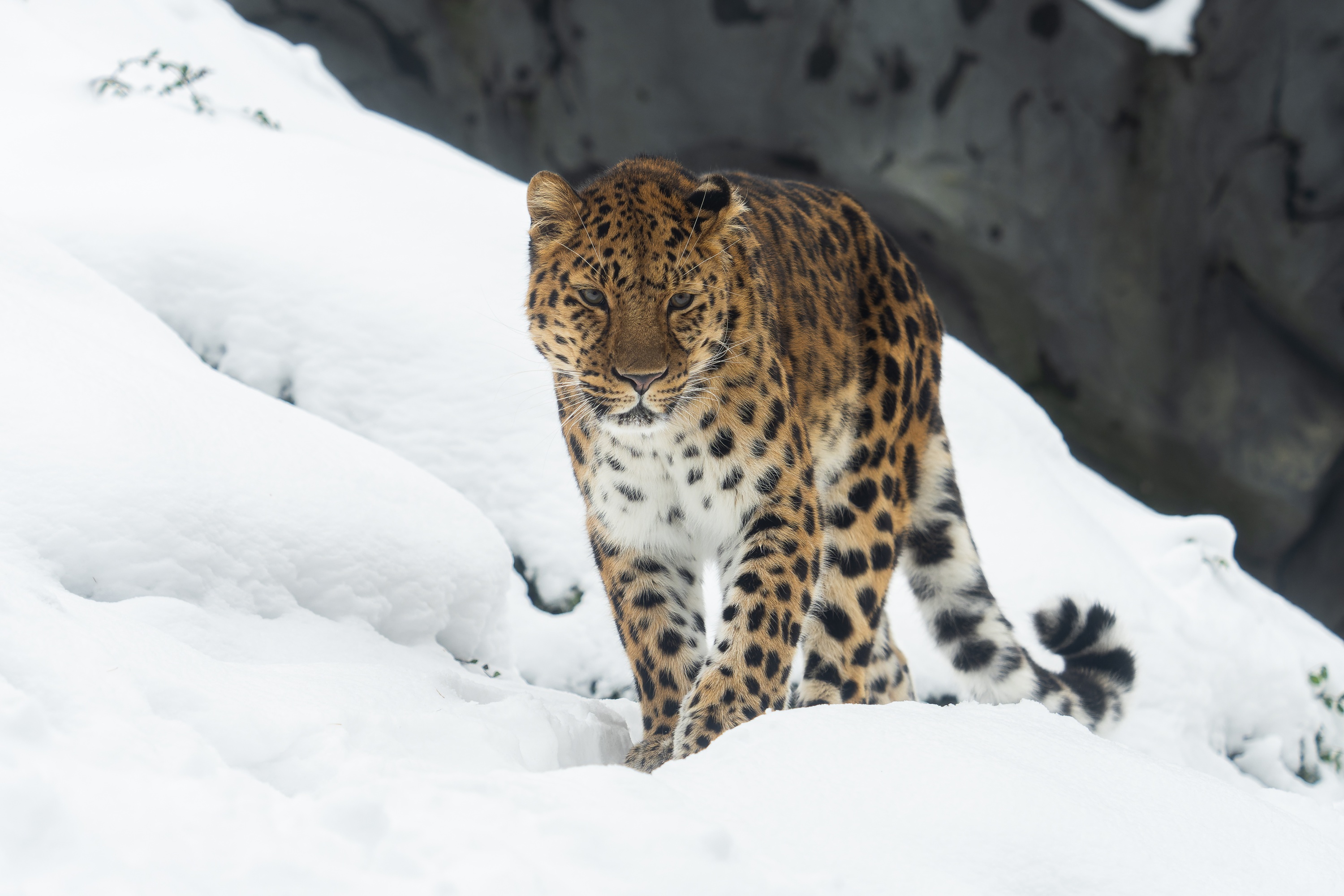 ZOO POD SNĚHOVOU PEŘINOU | Zoo Olomouc - Svatý Kopeček